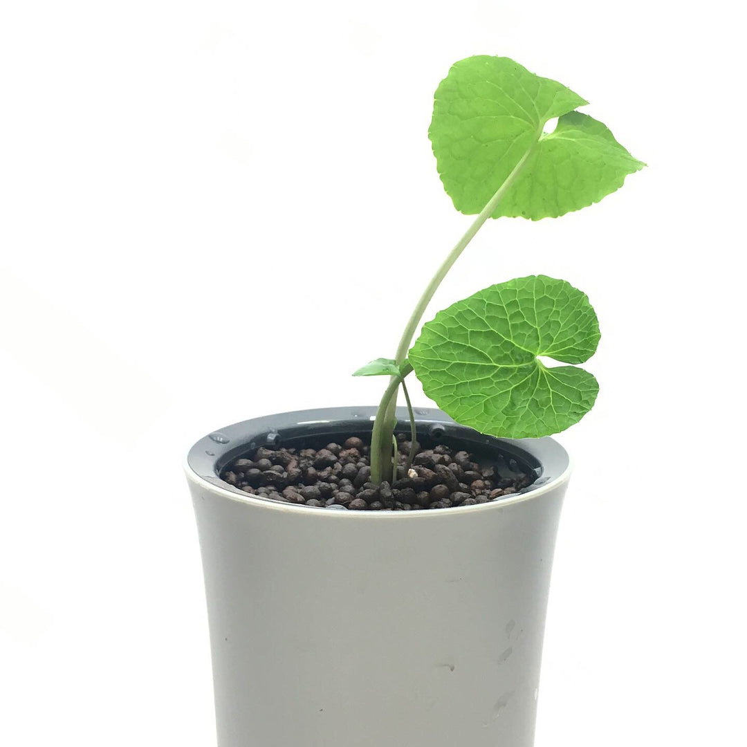 Wasabi-experimentet – Botanium