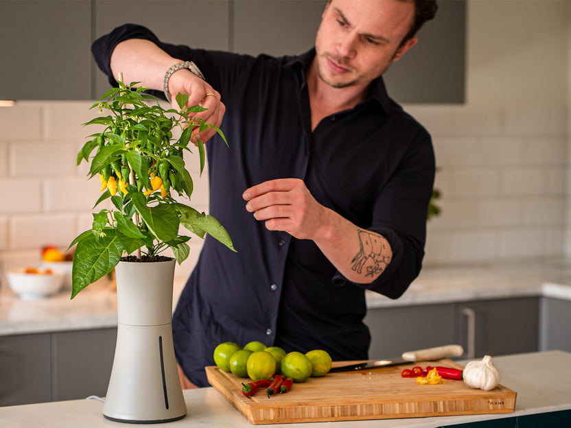 Botanium - Plant, forget, harvest.