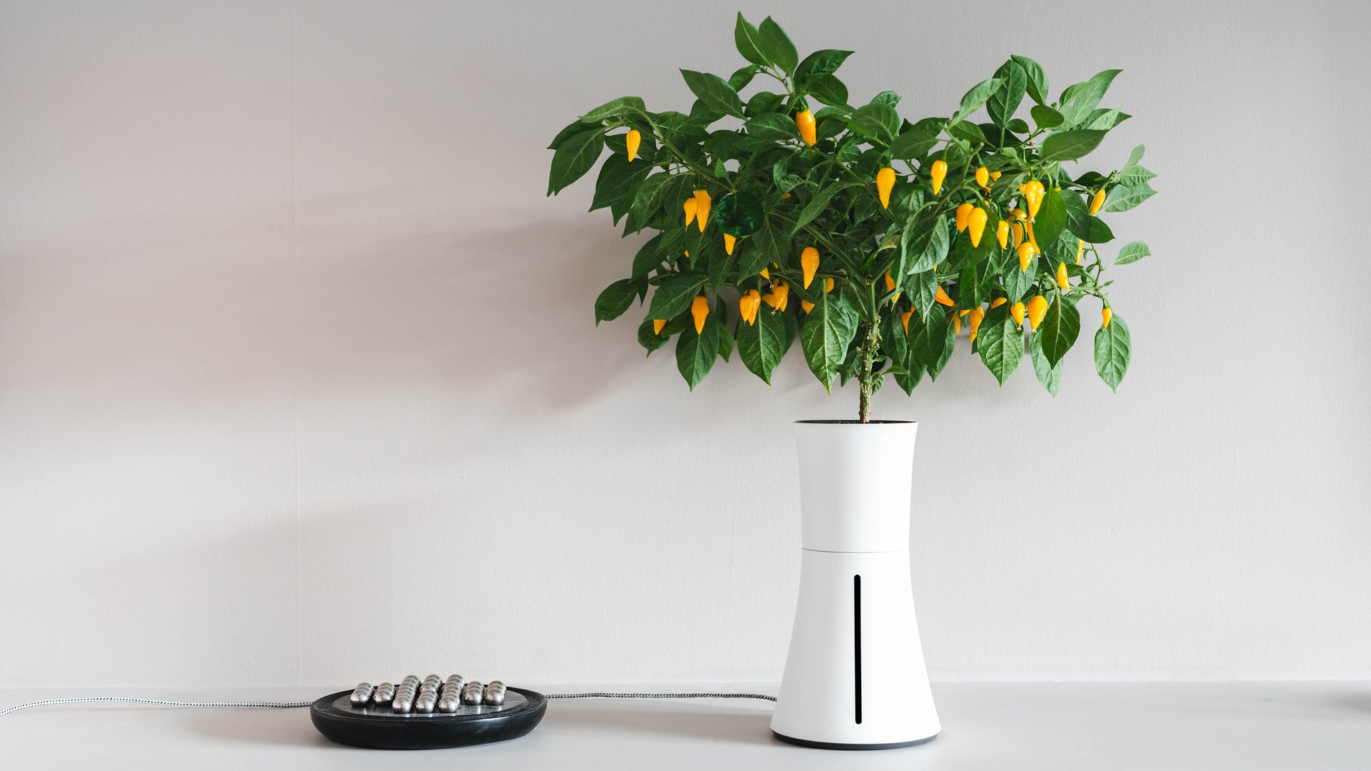 Botanium - bättre än gröna fingrar